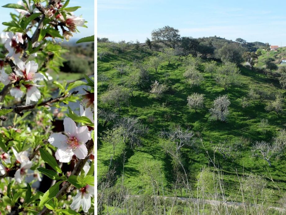 Amandiers en fleurs au Portugal | Détours du monde